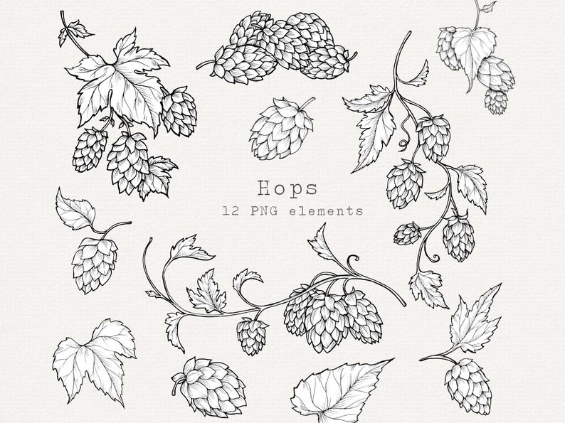 Hops Clipart - Botanical Line Art, Hop Vine, Beer Brewing Design ...