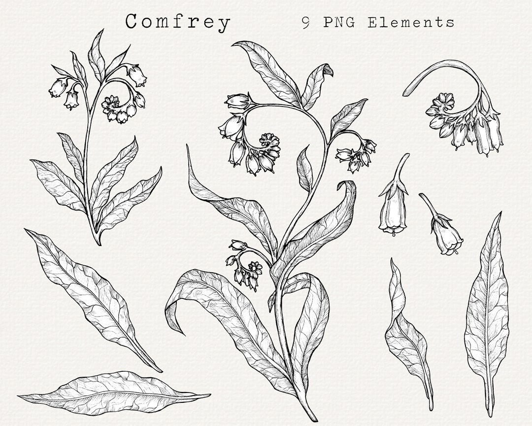 Comfrey PNG Clip Art, Hand Drawn Comfrey Illustration, Medicinal Plant ...