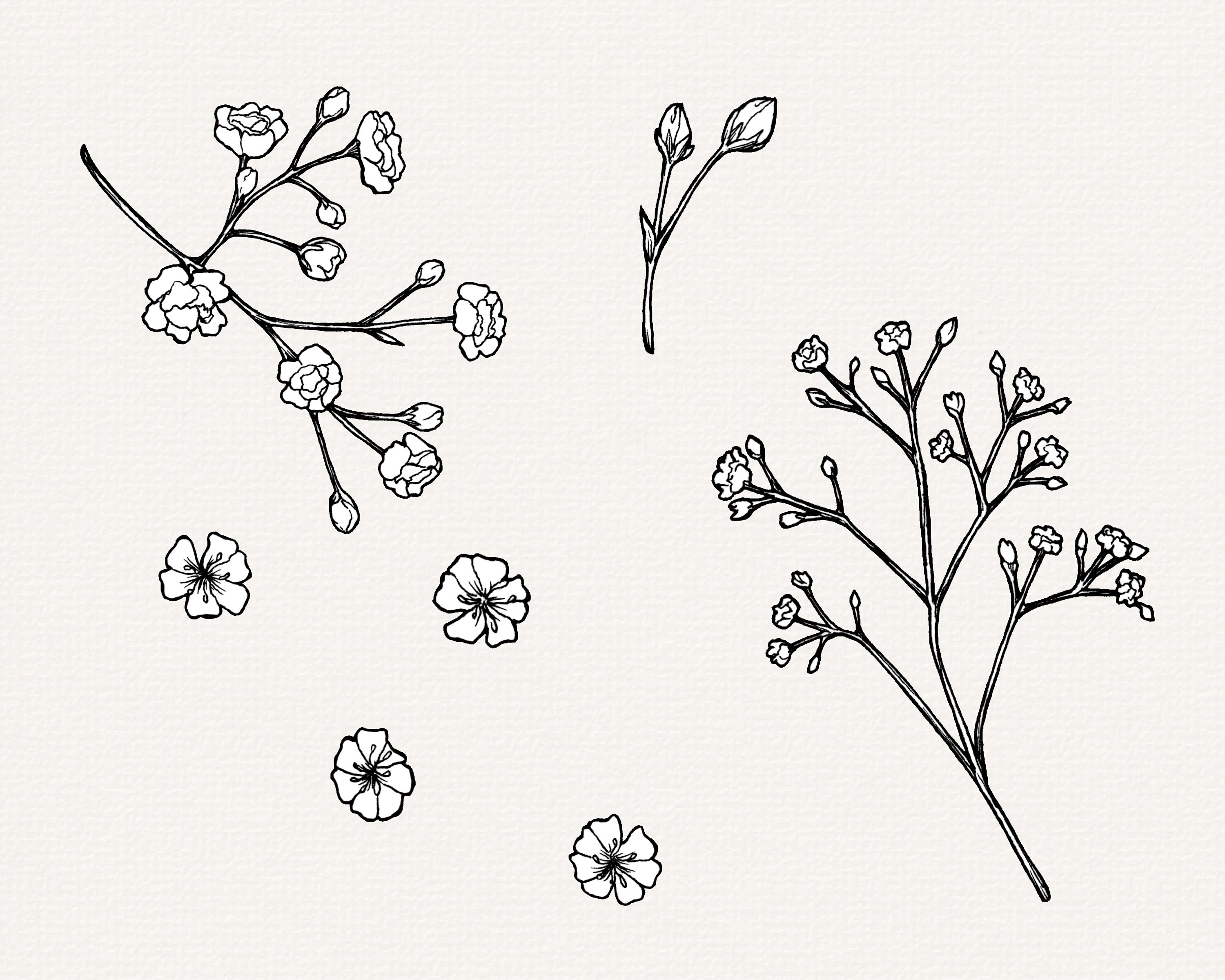 Baby's Breath Flower PNG Clipart, Botanical Line Art (digital Download ...