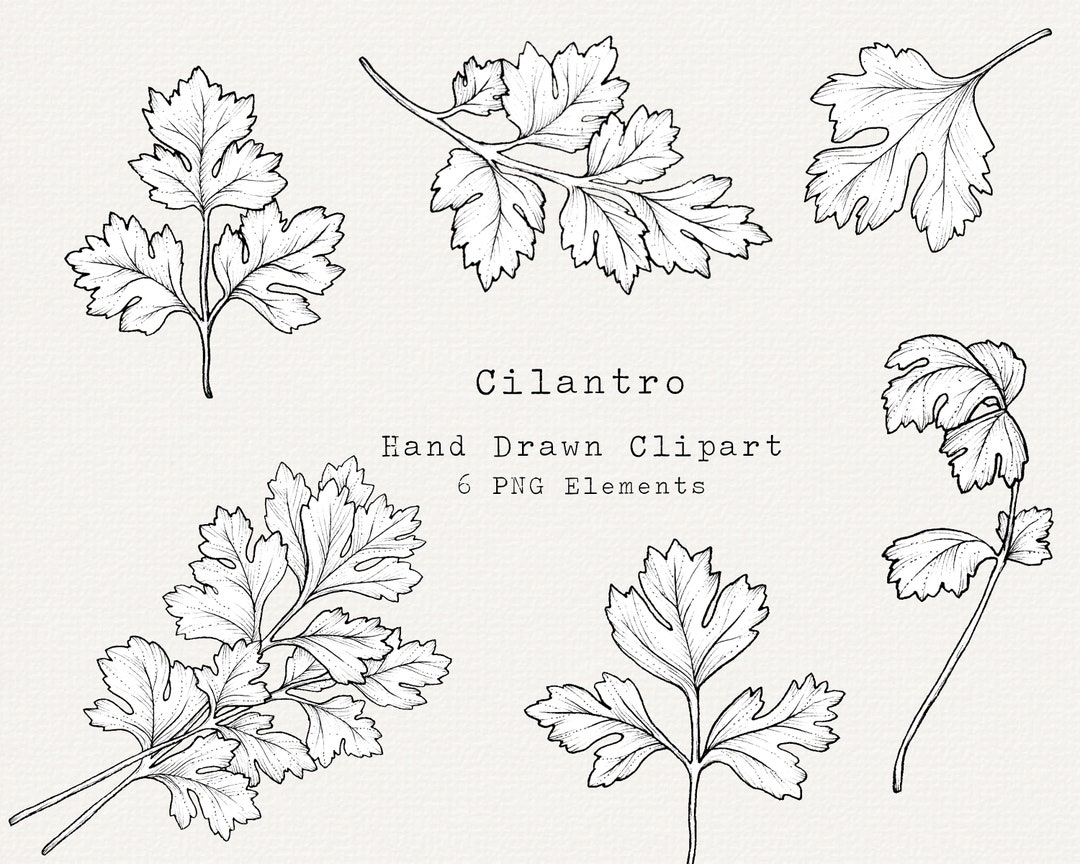 Cilantro PNG Clip Art, Hand Drawn Illustration, Herb Line Art, Cilantro ...