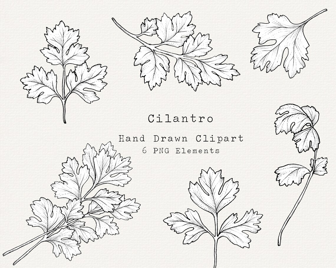 Cilantro PNG Clip Art Hand Drawn Illustration Herb Line Art | Etsy