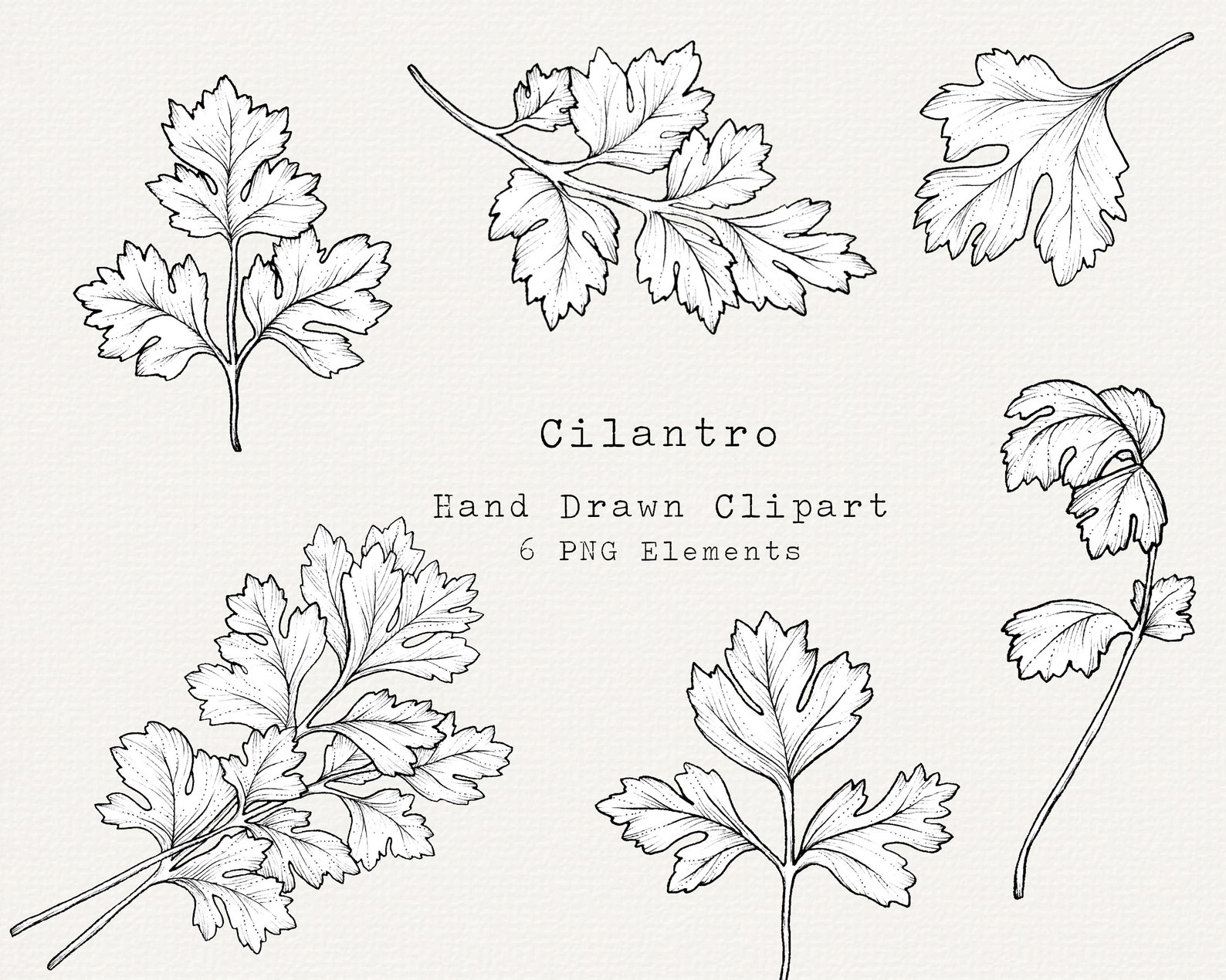 Cilantro PNG Clip Art Hand Drawn Illustration Herb Line Art | Etsy