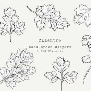 Cilantro PNG Clip Art, Hand Drawn Illustration, Herb Line Art, Cilantro ...