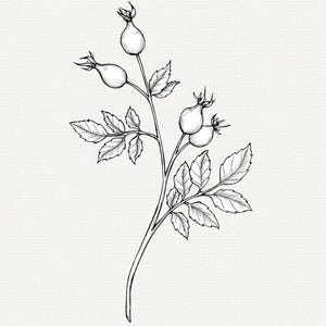 Rose Hip PNG Clip Art, Hand Drawn Rose Hips, Rosehips Illustration for ...