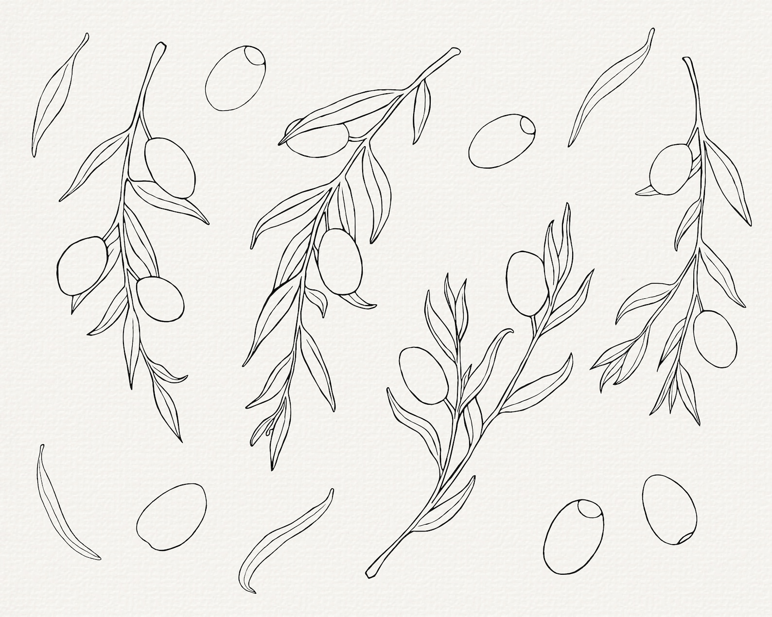 Olive SVG for Commercial Use, Hand Drawn Olive Branch Vector, Olive ...