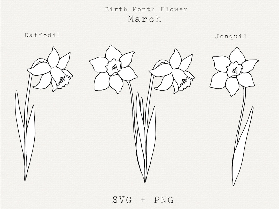 March Birth Flower Daffodil Jonquil SVG PNG, Floral Line Art, Botanical ...