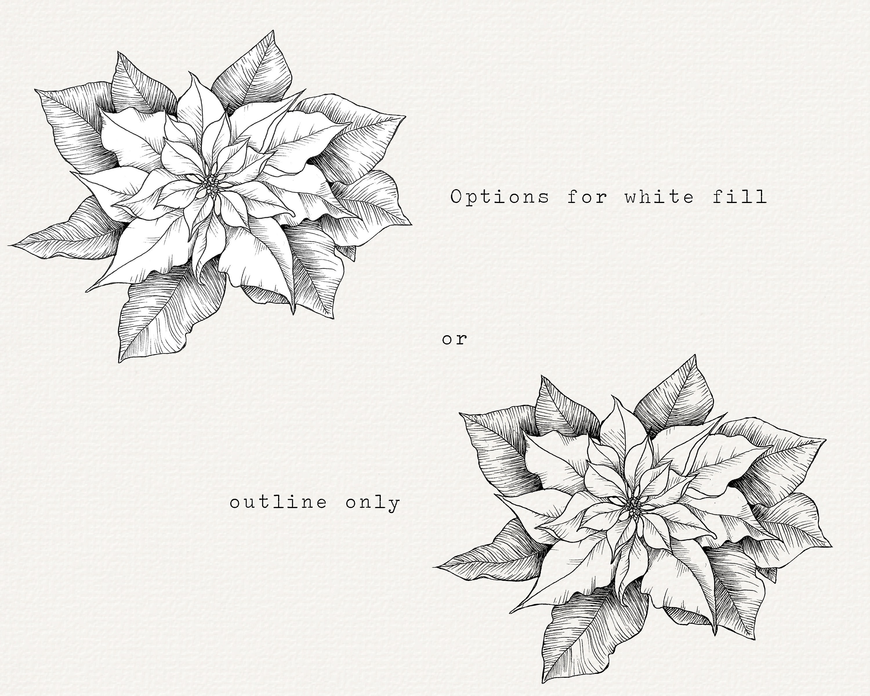 Poinsettia Drawing Outline