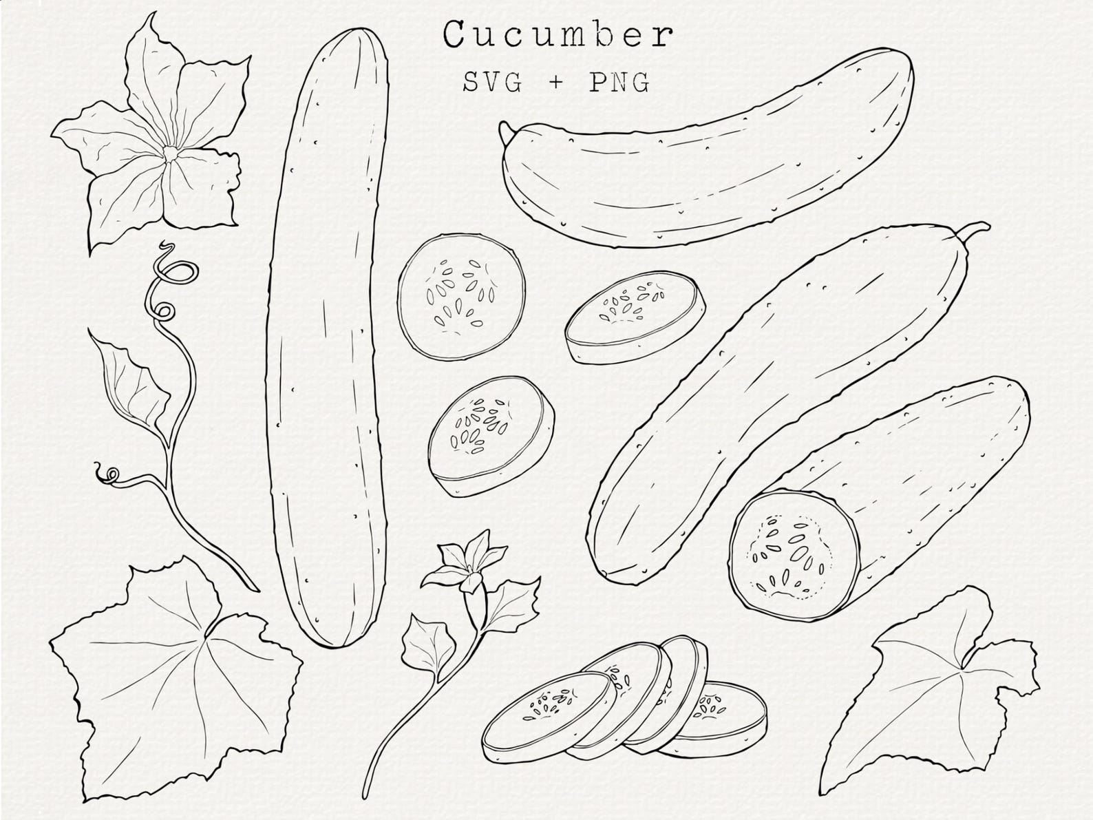 Cucumber SVG, PNG, Clipart, Vector, Illustration, Outline, Drawing ...