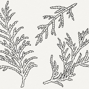 Cedar SVG, Hand Drawn Cedar Tree Branch Clip Art Illustration, Cedar ...