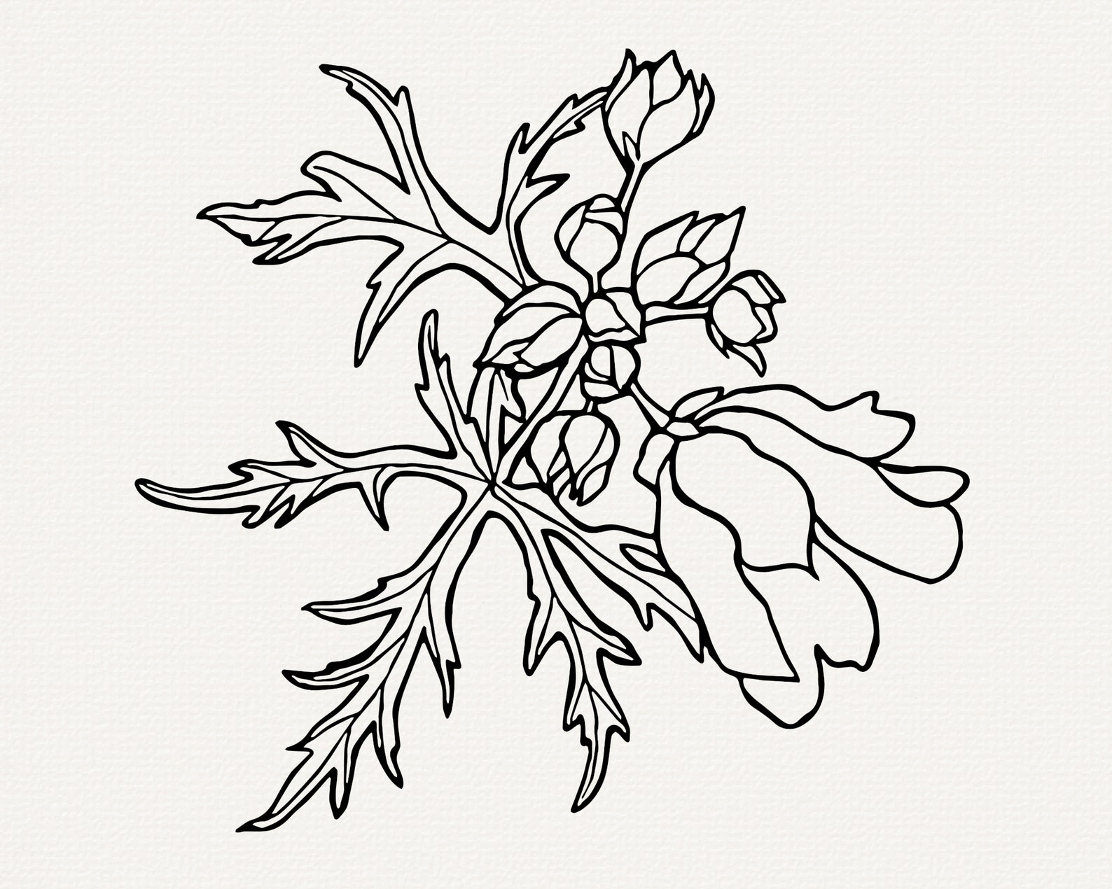 Musk Mallow SVG, Mallow Clip Art Illustration, Vector Line Art, Wild ...