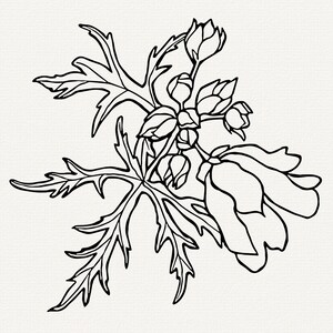 Musk Mallow SVG, Mallow Clip Art Illustration, Vector Line Art, Wild ...