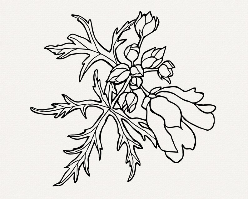 Musk Mallow SVG, Mallow Clip Art Illustration, Vector Line Art, Wild ...
