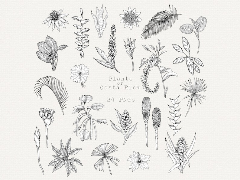 Costa Rica Plants PNG Clip Art, Hand Drawn Tropical Flower ...