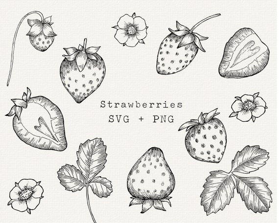 Strawberries Clip Art Black And White