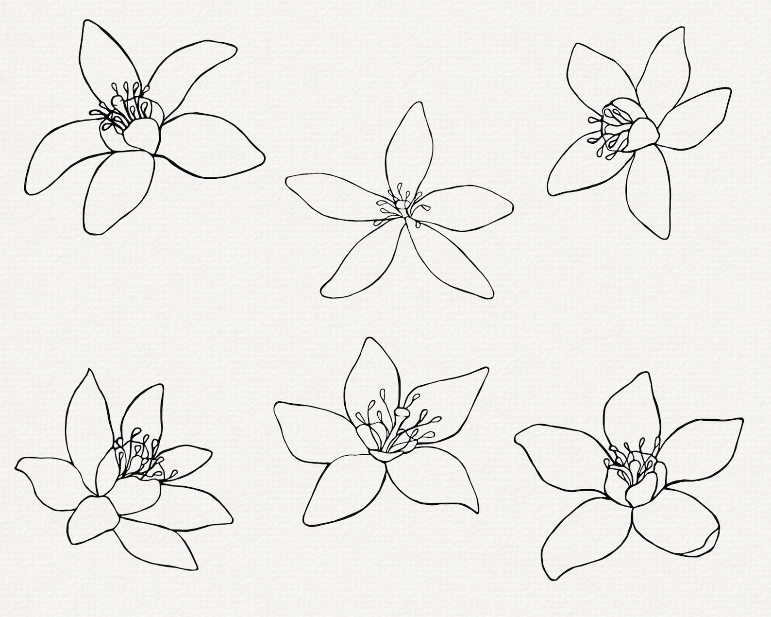 Orange Blossom Line Art, Floral SVG, Botanical PNG, Citrus Flower ...