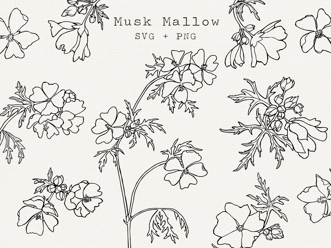 Musk Mallow SVG, Mallow Clip Art Illustration, Vector Line Art, Wild ...