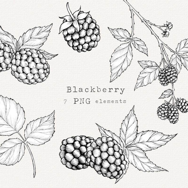 Blackberry Clip Art - Etsy