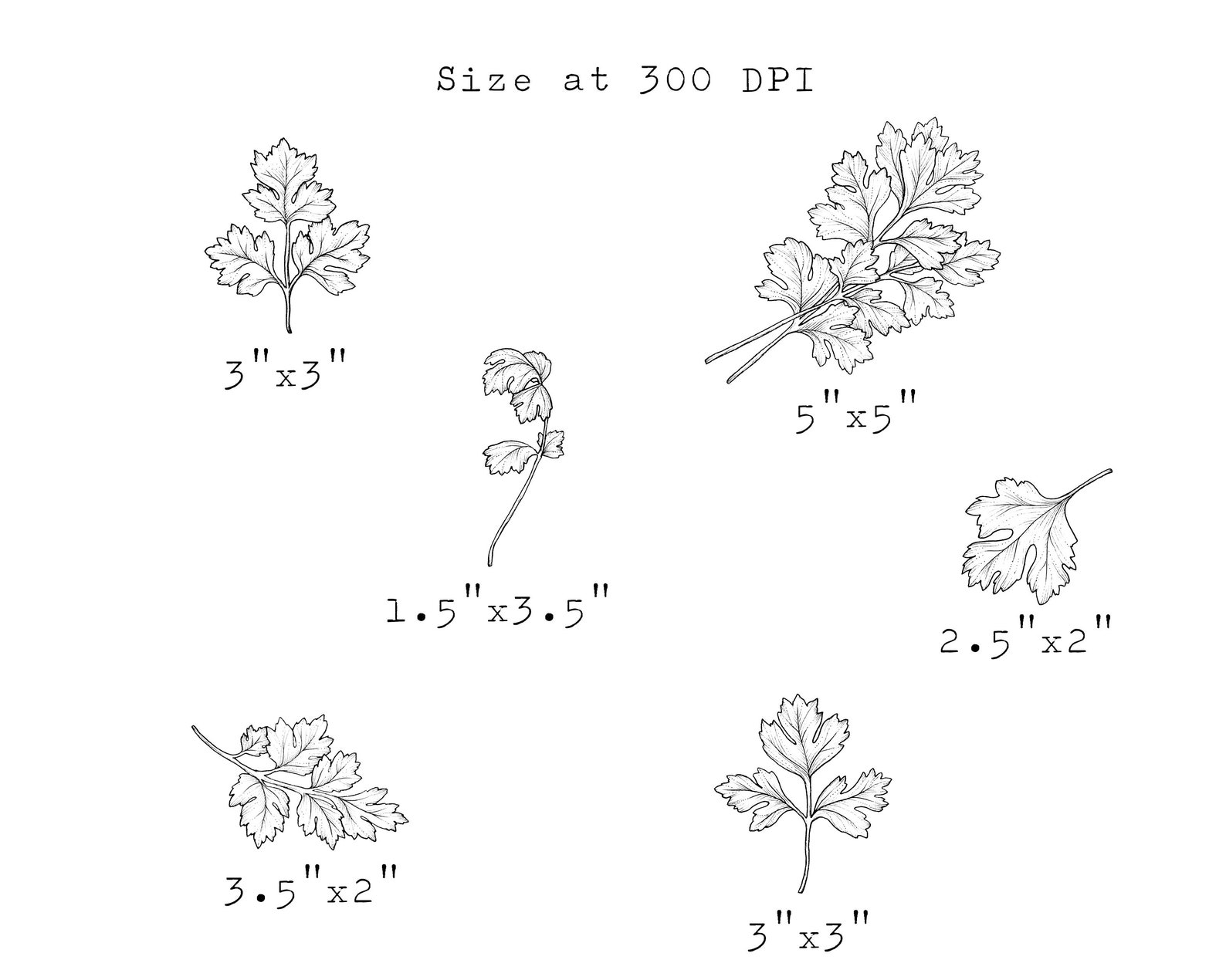 Cilantro PNG Clip Art Hand Drawn Illustration Herb Line Art | Etsy