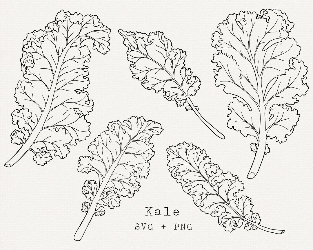 Kale SVG Set, Illustration for Commercial Use, Cut File for Cricut ...