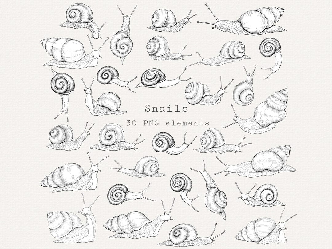 Snail PNG Clip Art Bundle, Hand Drawn Illustrations, Garden Snails ...