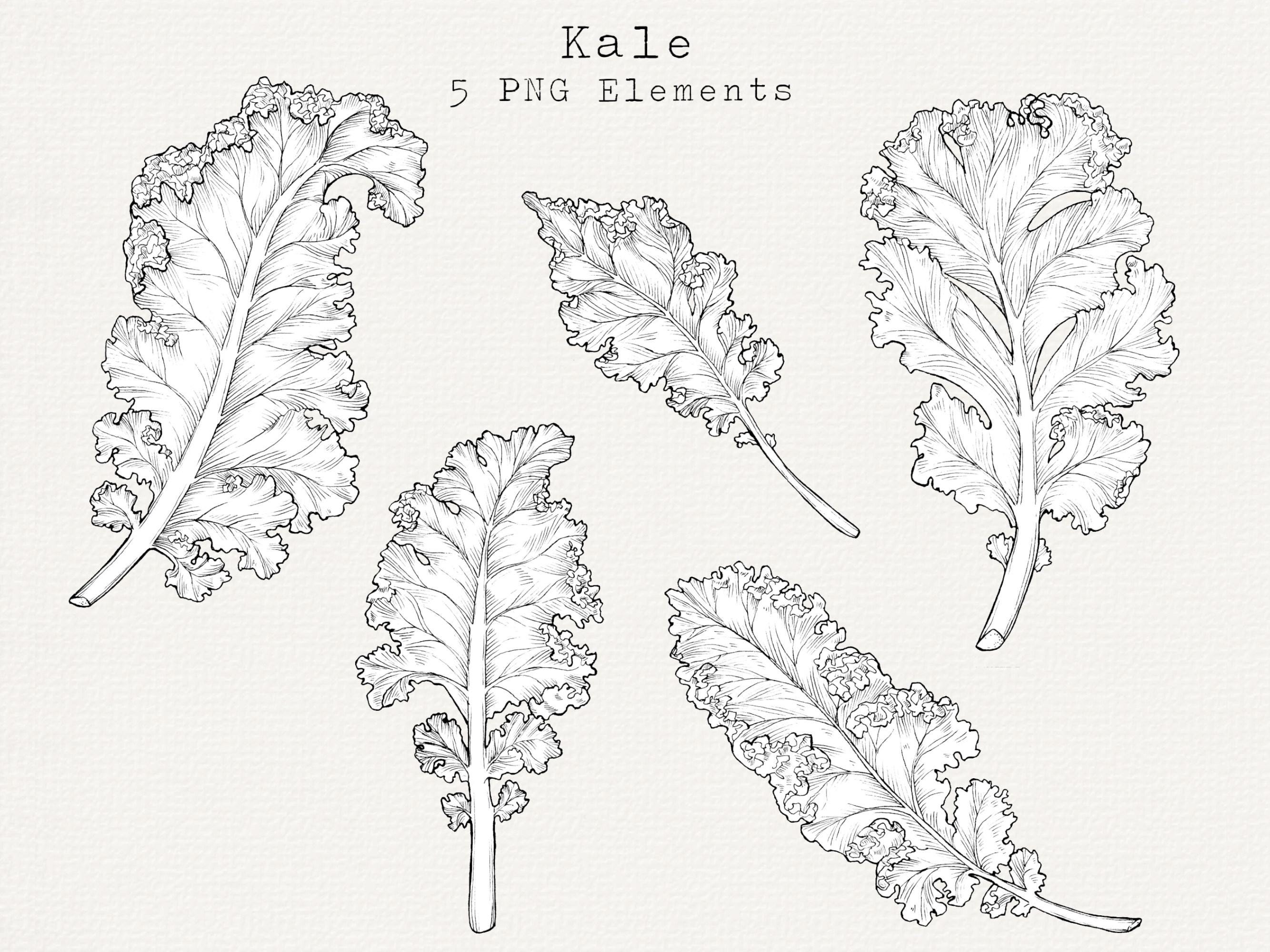 Kale Line Art, Botanical Illustration, PNG Clipart, Vegetable Graphics ...