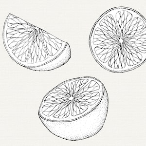Orange Blossom Clipart, Orange Fruit Illustration, Hand Drawn Orange ...