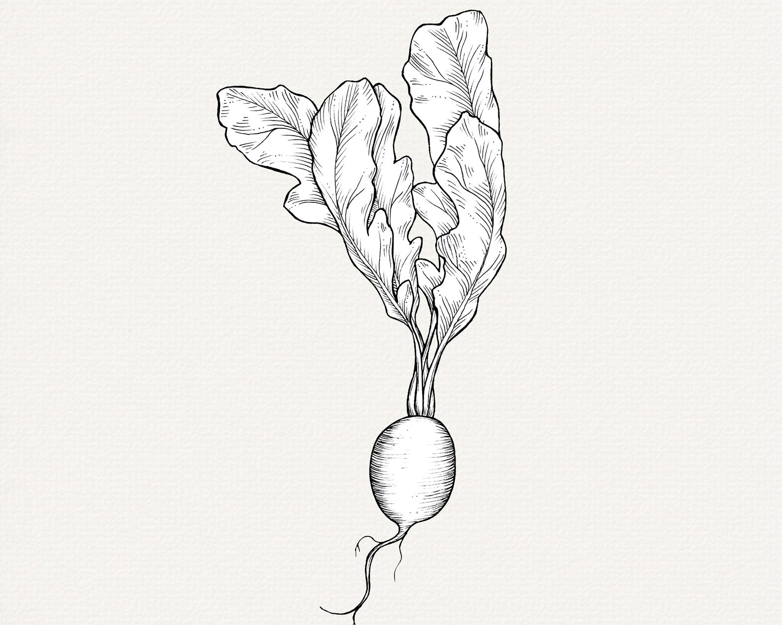 Radish Line Art, Botanical Illustration, Vegetable Clip Art (PNG ...