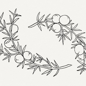 Juniper SVG, Juniper Sprig Clip Art, Juniper Berries Line Art, Cricut ...