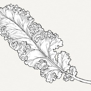 Kale Line Art, Botanical Illustration, PNG Clipart, Vegetable Graphics ...