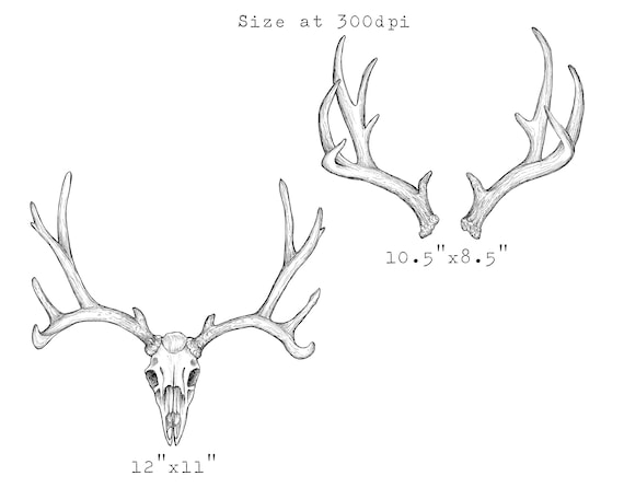 Mounted Antlers Drawing