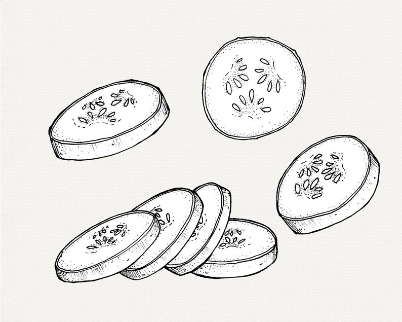 Cucumber Botanical Line Art, Vegetable Illustration, Food Clip Art (PNG ...