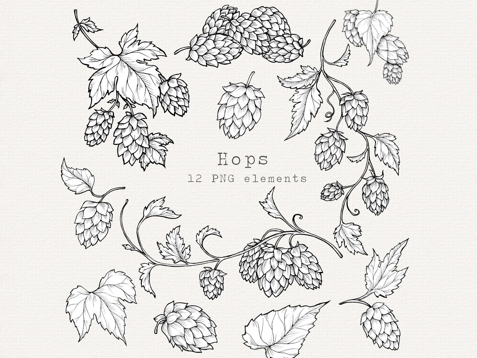 Hops Clipart - Botanical Line Art, Hop Vine, Beer Brewing Design ...