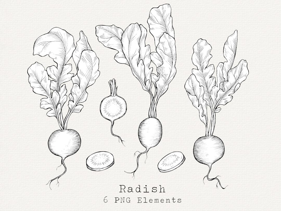 Radish PNG Clip Art, Hand Drawn Radish Illustration, Vegetable Line Art ...