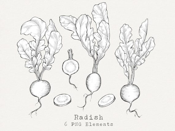 Radish Drawing Easy With Pencil