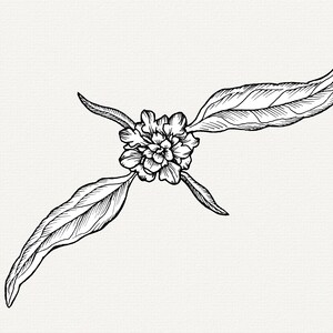 Self-heal, Heal-all Flower PNG Clip Art, Hand Drawn Medicinal Plant ...