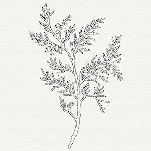 Cedar SVG, Hand Drawn Cedar Tree Branch Clip Art Illustration, Cedar ...