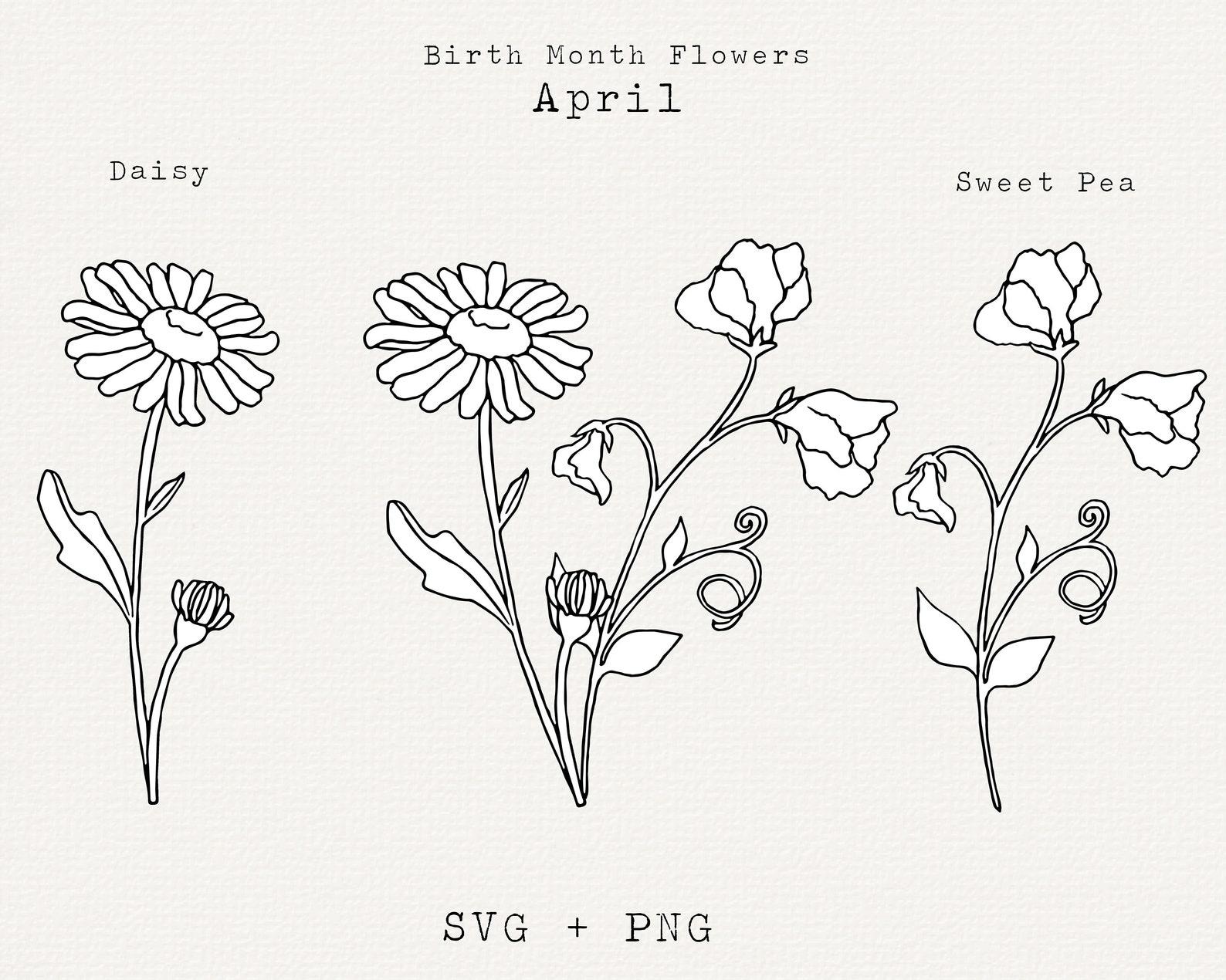 Daisy SVG Sweet Pea SVG April Birth Month Flower SVG April - Etsy
