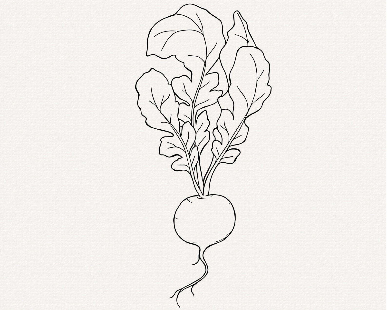 Radish Line Art SVG, PNG Clipart - Botanical Vegetable Illustration ...