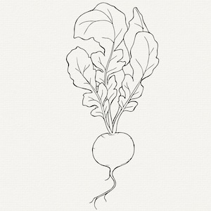 Radish SVG Bundle, Illustration for Commercial Use, Cut File for Cricut ...