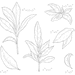 Sage Leaf Line Art, Hand Drawn Botanical Illustration (PNG Digital ...