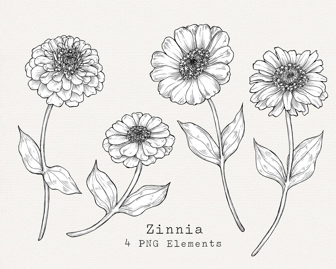 Zinnia Flower PNG Clip Art, Hand Drawn Zinnias Illustration, Flower ...