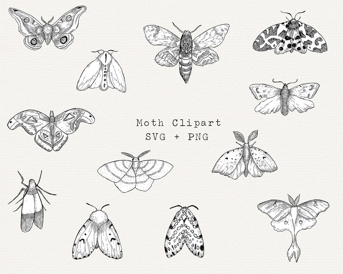 Moth SVG Moths Clipart Moth SVG Bundle Moth Line Drawing - Etsy