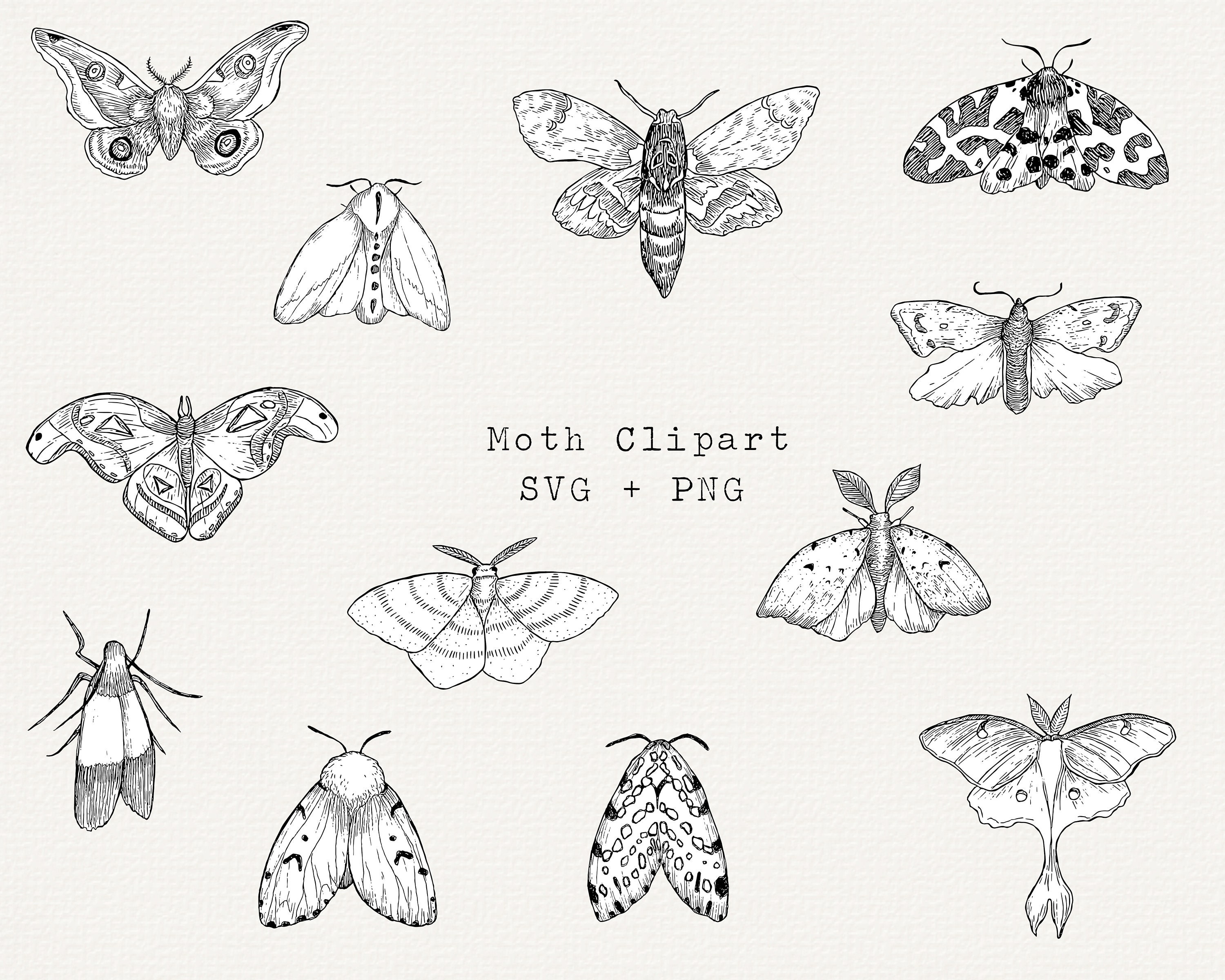 Moth SVG Moths Clipart Moth SVG Bundle Moth Line Drawing - Etsy