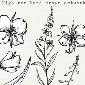 Fireweed PNG Clip Art, Hand Drawn Fireweed Illustration, Medicinal ...