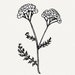 Yarrow PNG Clip Art, Hand Drawn Yarrow Illustration, Yarrow Flower Art ...
