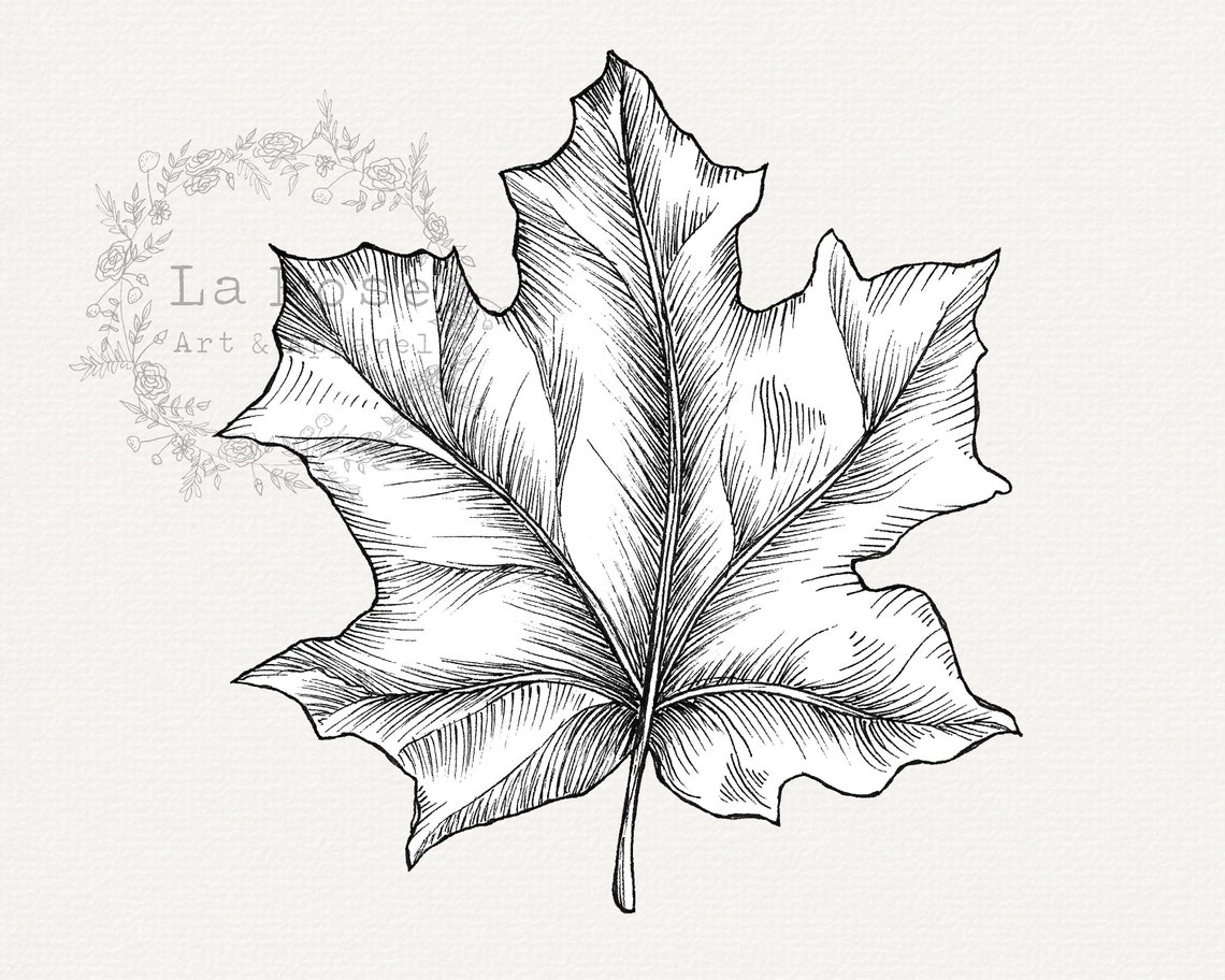 Autumn Leaves PNG Fall Leaves Clip Art Detailed Autumn Leaf - Etsy