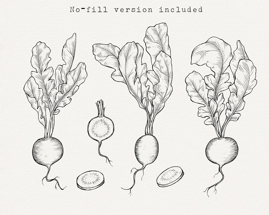 Radish Line Art, Botanical Illustration, Vegetable Clip Art (PNG ...