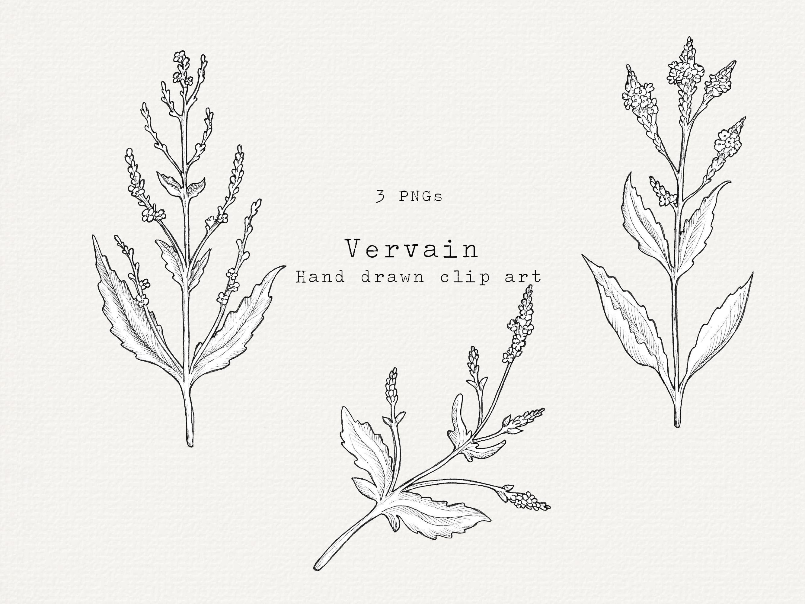 Vervain Botanical Line Art, Hand Drawn Herb Clipart (PNG Digital ...