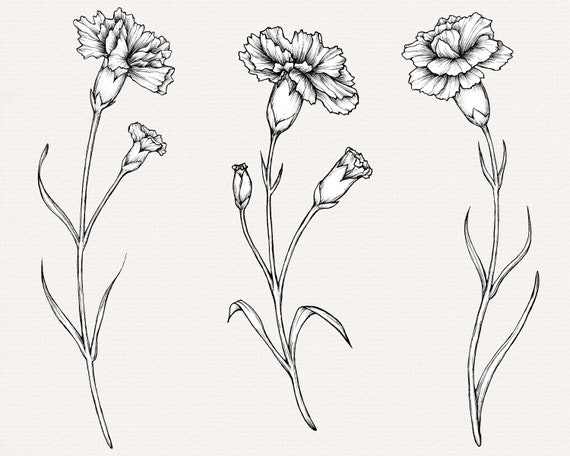 Witte Anjer Bloem Tekening De Anjer Bloem Kleurplaat Overzicht Schets
