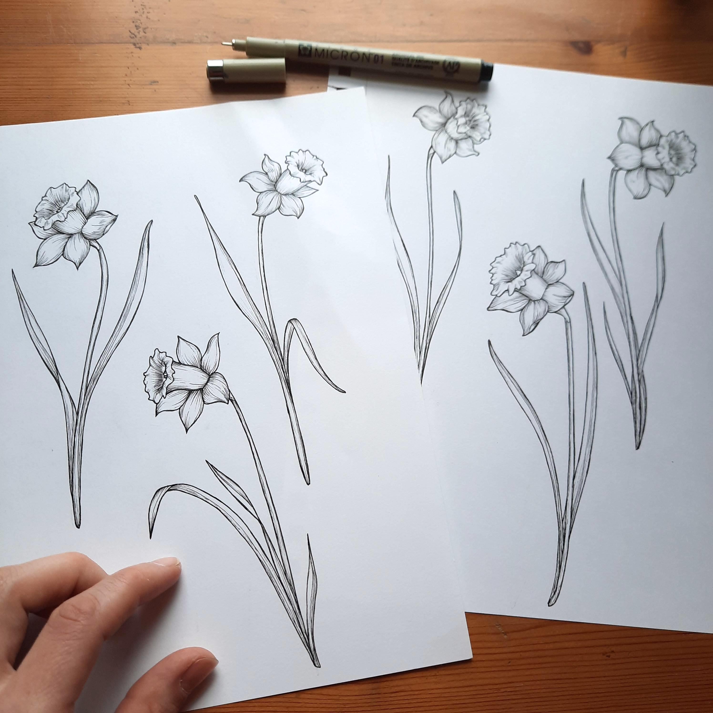 Daffodil Line Art PNG Clipart, Floral Outline Illustration, Botanical ...